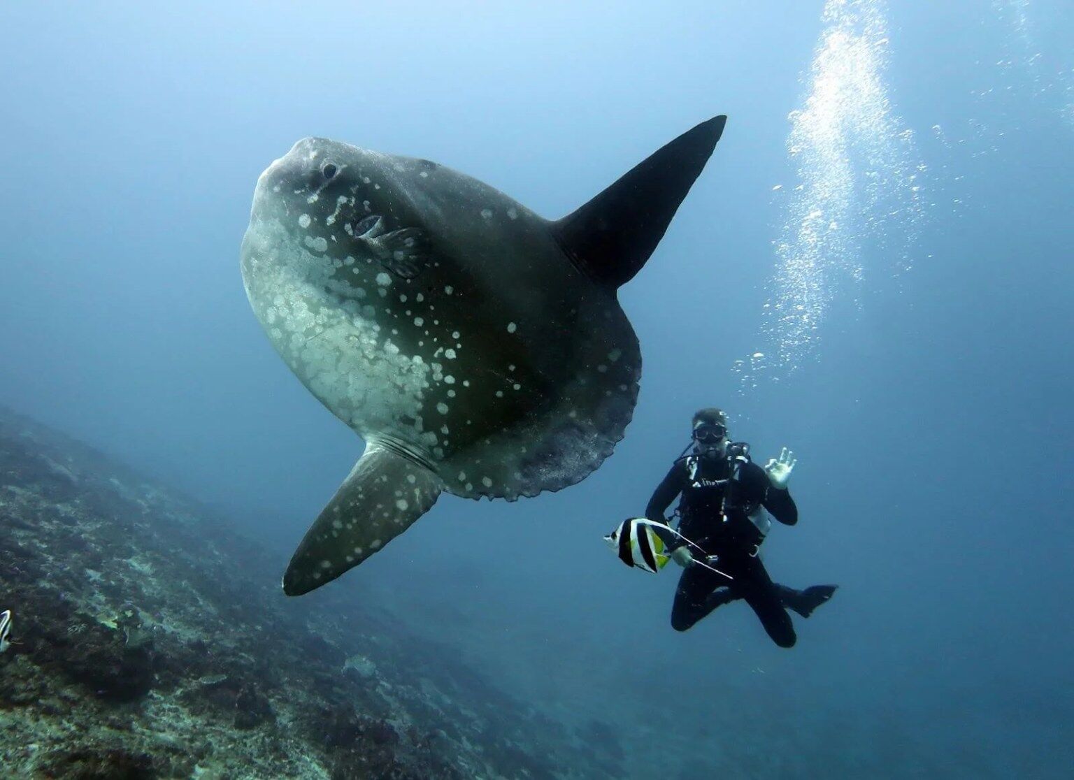 Best Scuba Diving in Bali in 2026 with Nico Dives Cool - Nico Dives ...